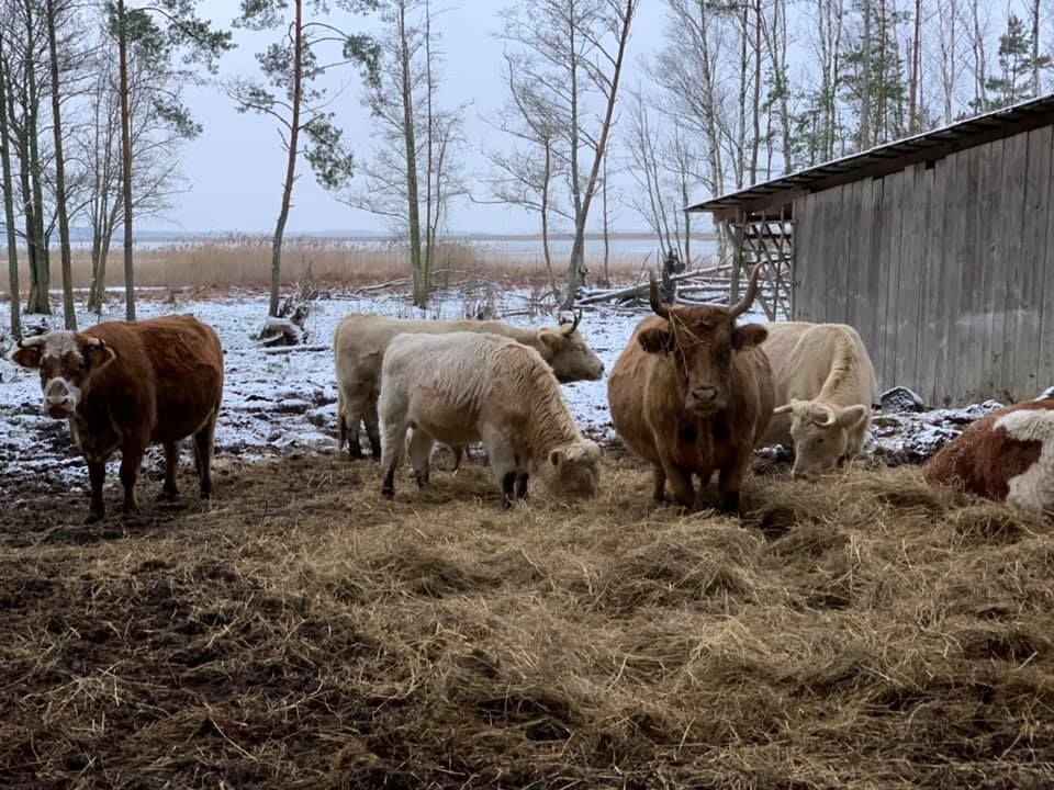 Engures ezera dabas parks - lielākais piejūras ezera dabas parks Latvijā