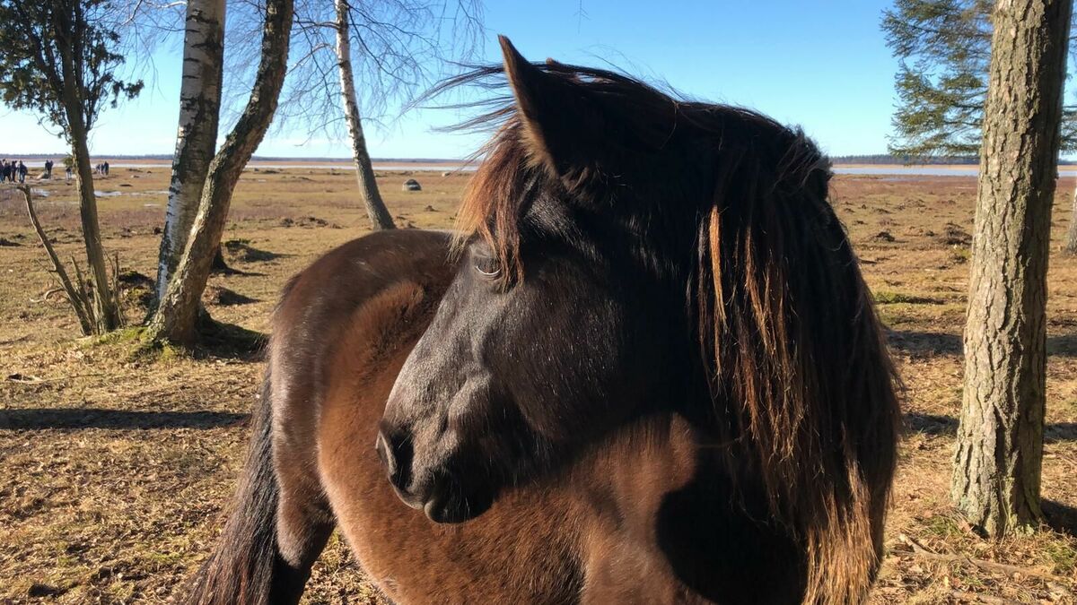 Engures dabas parks un tā savvaļas dzīvnieki