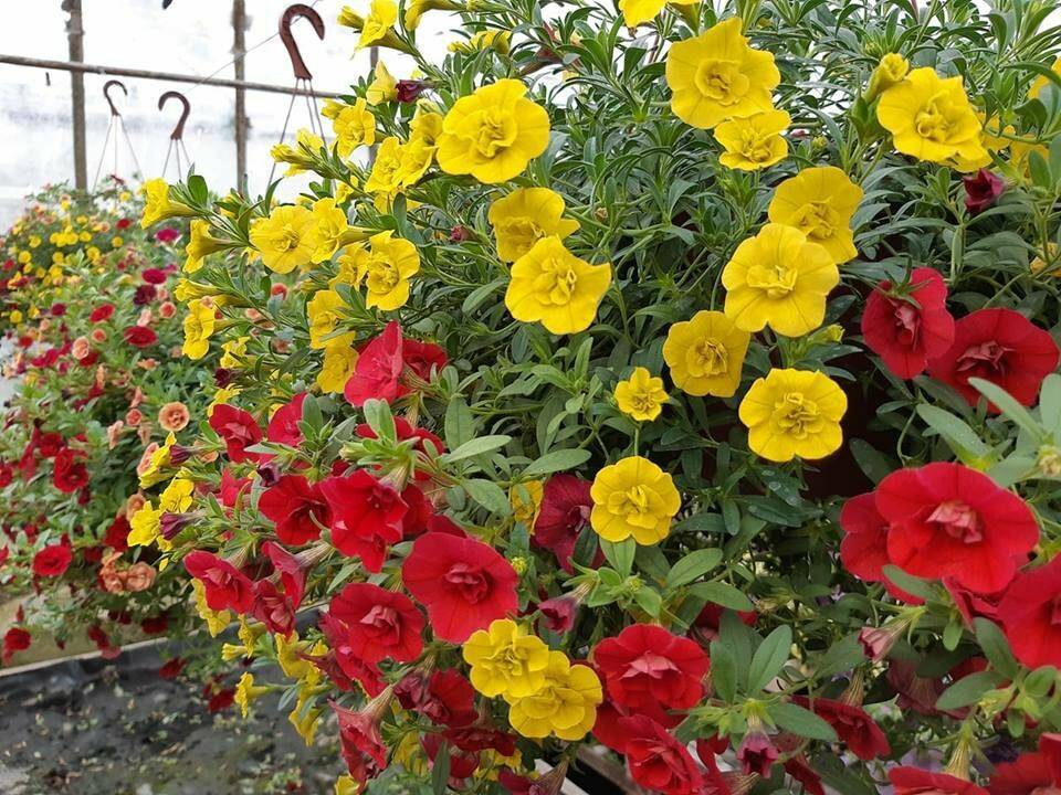 "Jēkabpils zieds" SIA, stādu tirdzniecība Jēkabpilī foto - 1188 ...