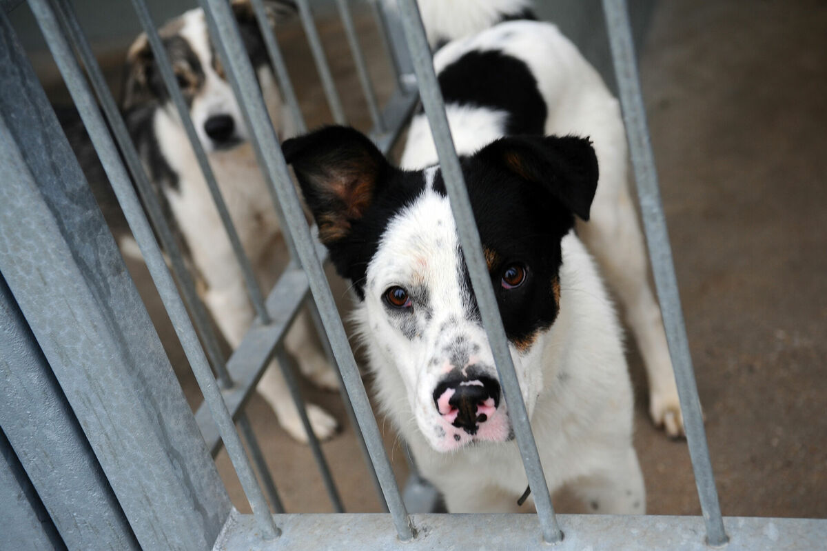 "Ķepu ķepā" saņēmusi vienu no lielākajiem ziedojumiem patversmes ...